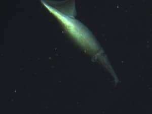 Calamar de Humboldt - Calamar, Información y Características