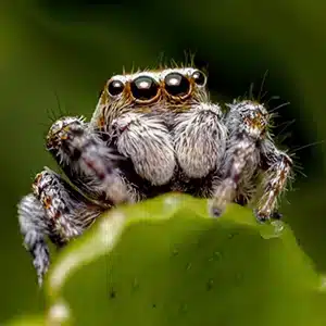 Animals Guide - Squid Facts and Information